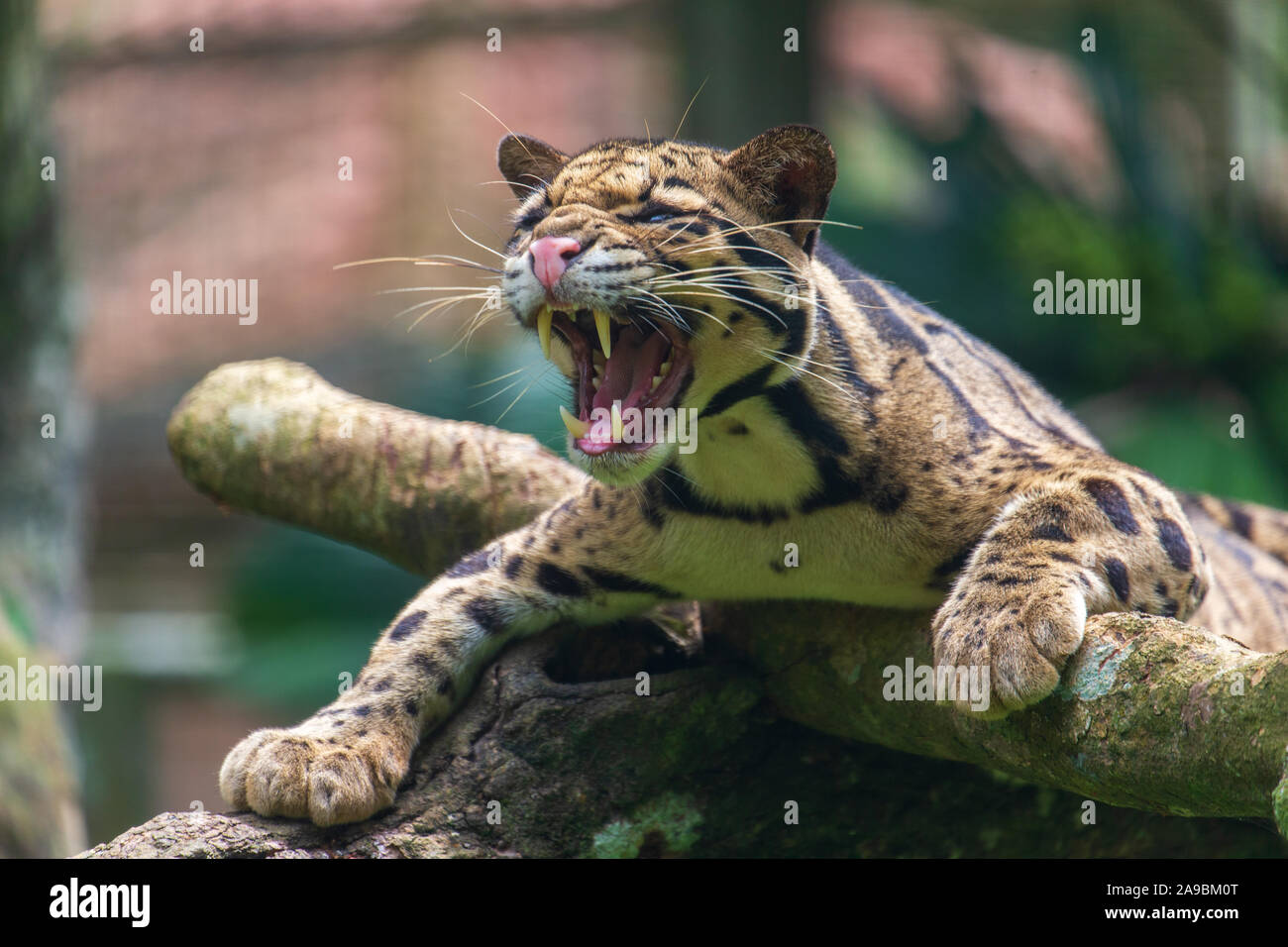The Snow Leopard Yawning, Malacca Zoo, Malaysia Stock Photo - Alamy
