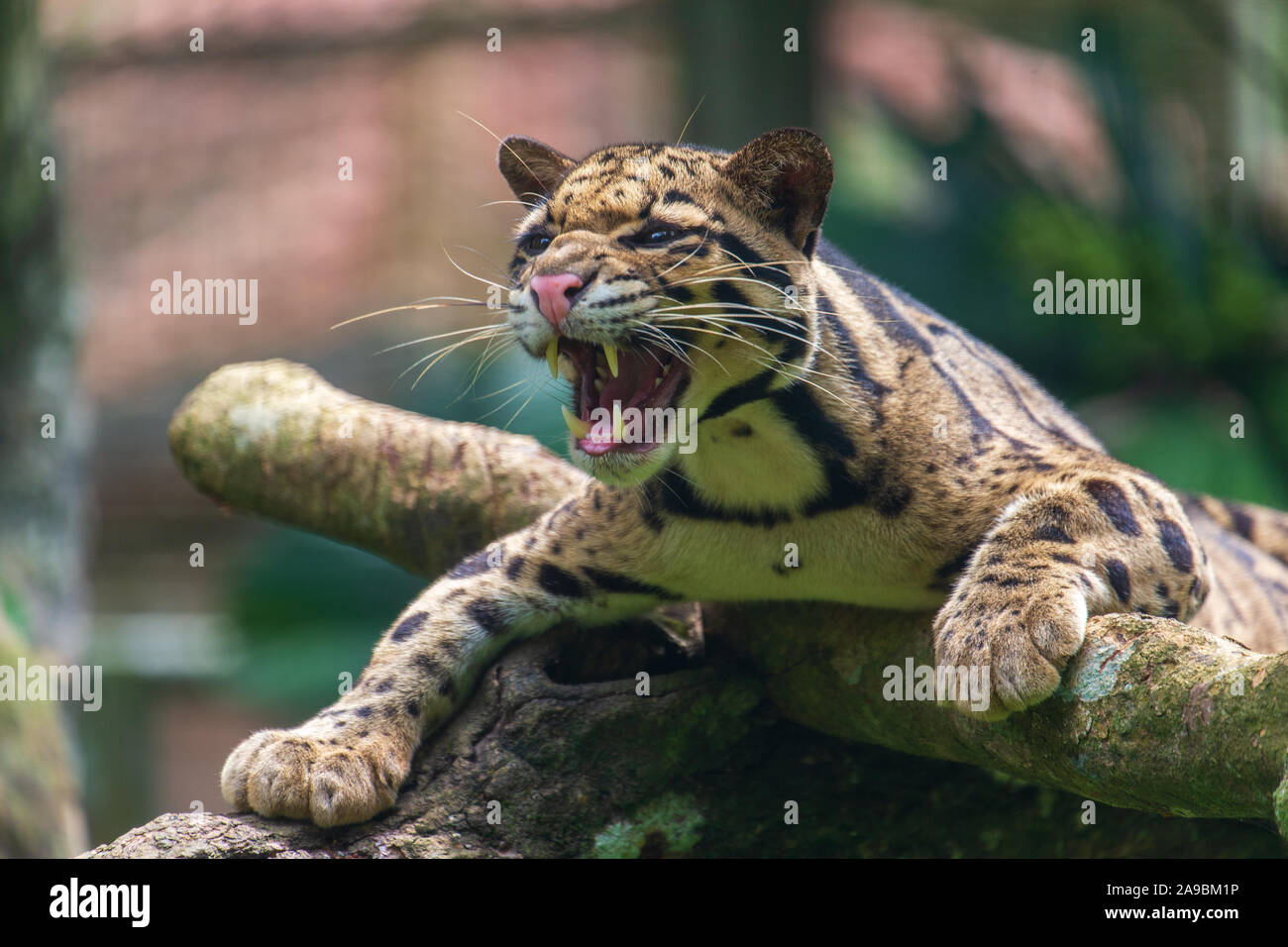 The Snow Leopard Yawning, Malacca Zoo, Malaysia Stock Photo - Alamy