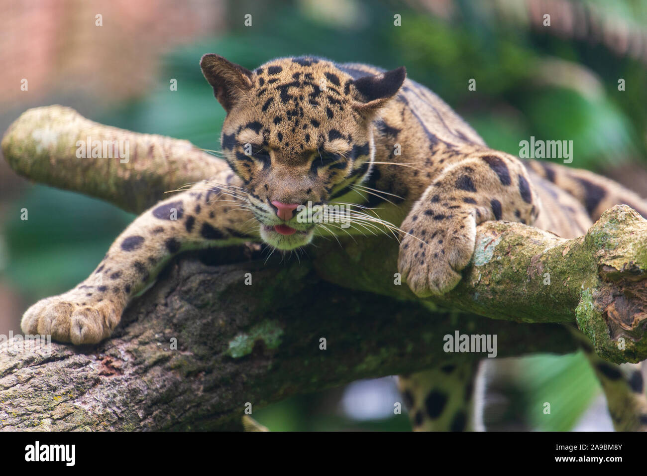 The Snow Leopard Yawning, Malacca Zoo, Malaysia Stock Photo - Alamy