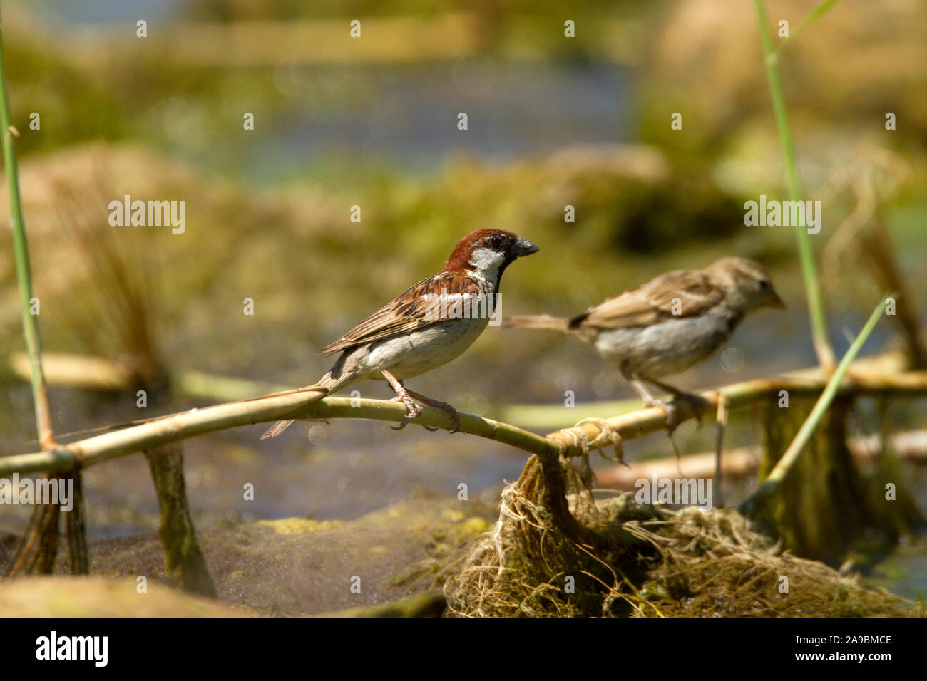 MALE ITALIAN SPARROW Passer italiae Stock Photo - Alamy