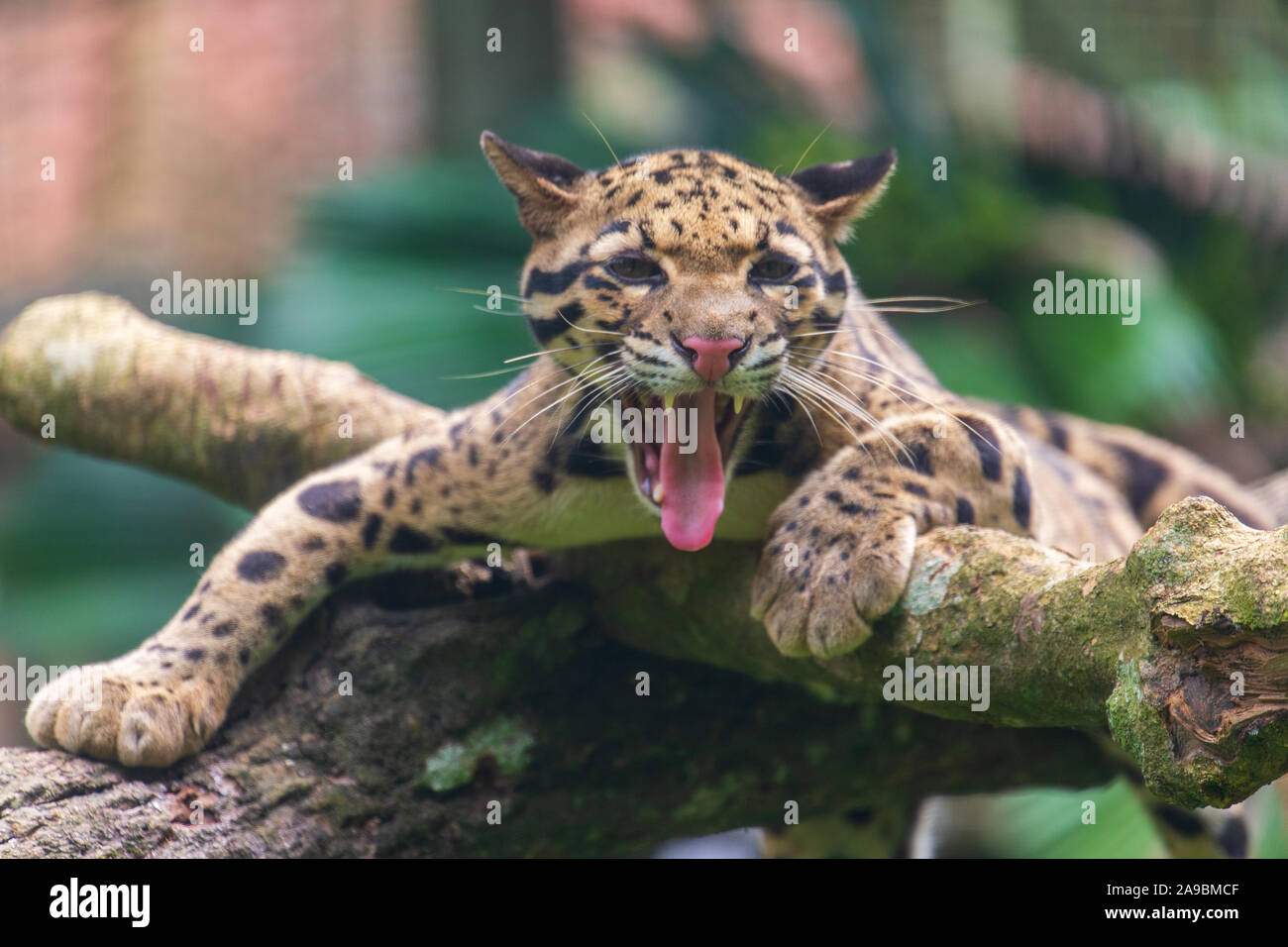 The Snow Leopard Yawning, Malacca Zoo, Malaysia Stock Photo - Alamy