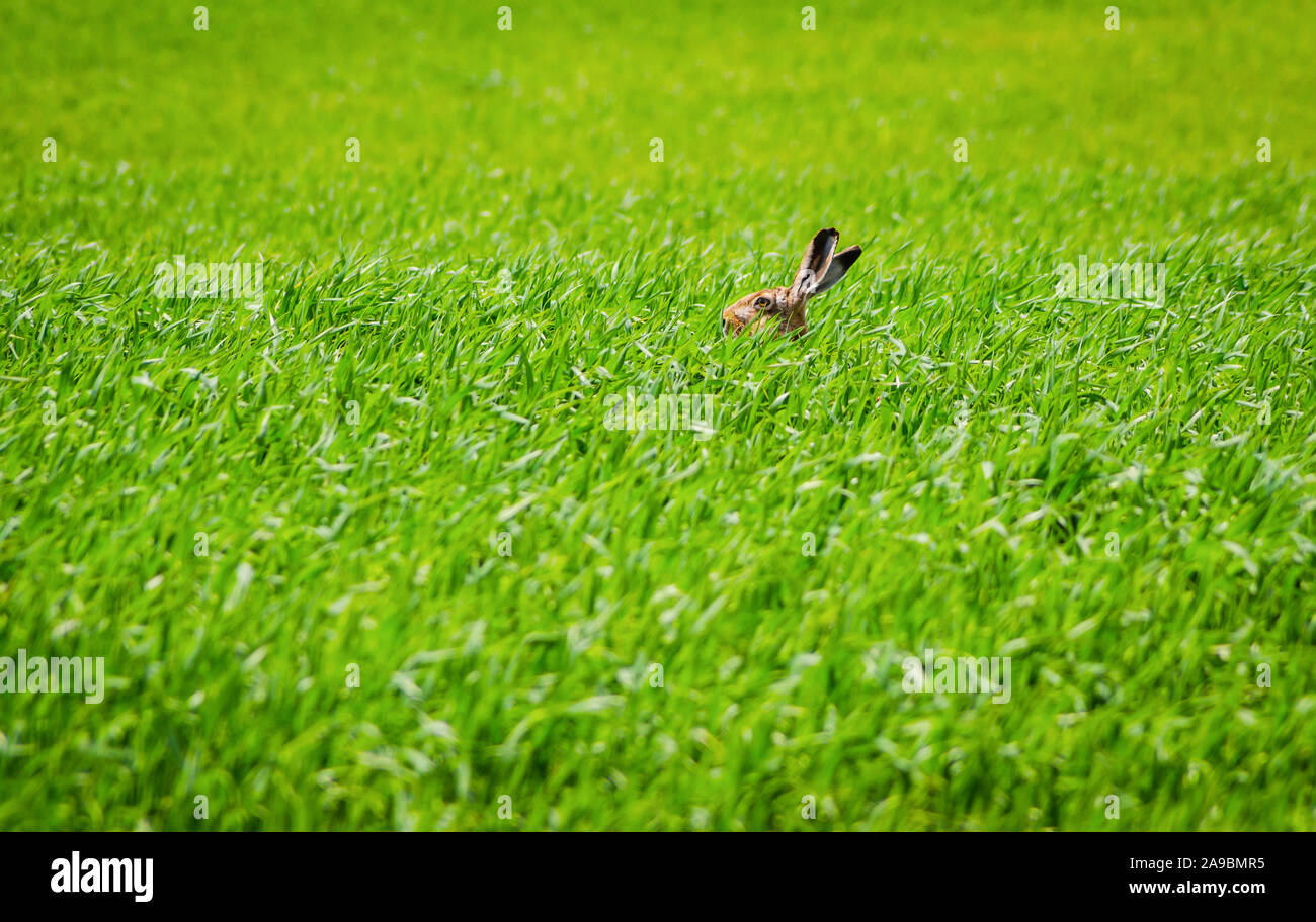 Rabbit ears plant hi-res stock photography and images - Alamy