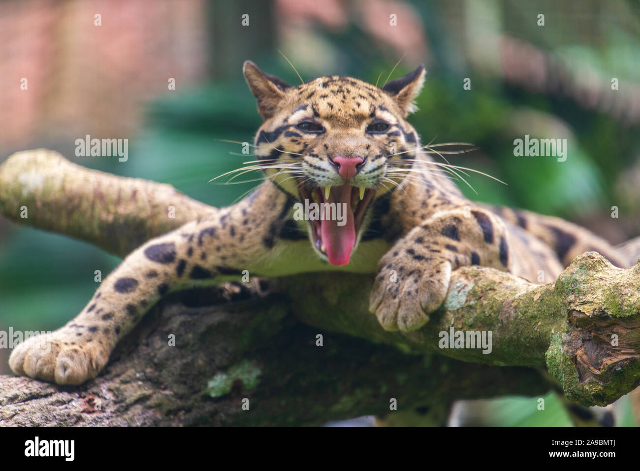 The Snow Leopard Yawning, Malacca Zoo, Malaysia Stock Photo - Alamy
