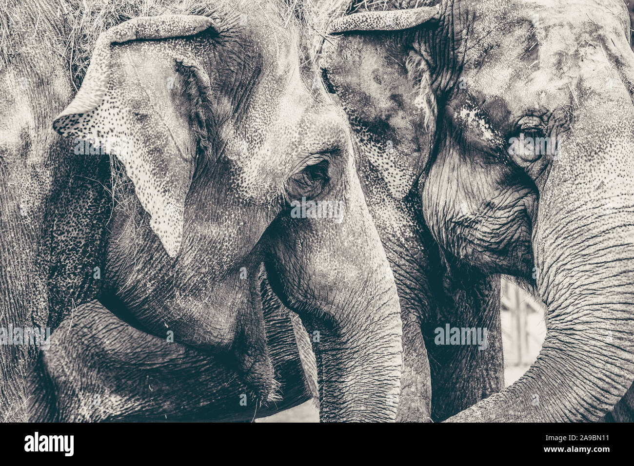 Skin structure hi-res stock photography and images - Alamy