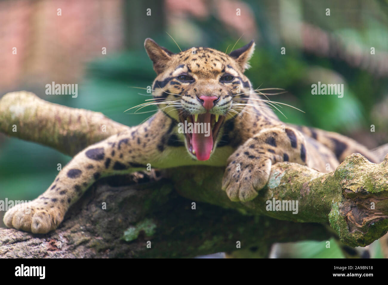 The Snow Leopard Yawning, Malacca Zoo, Malaysia Stock Photo - Alamy
