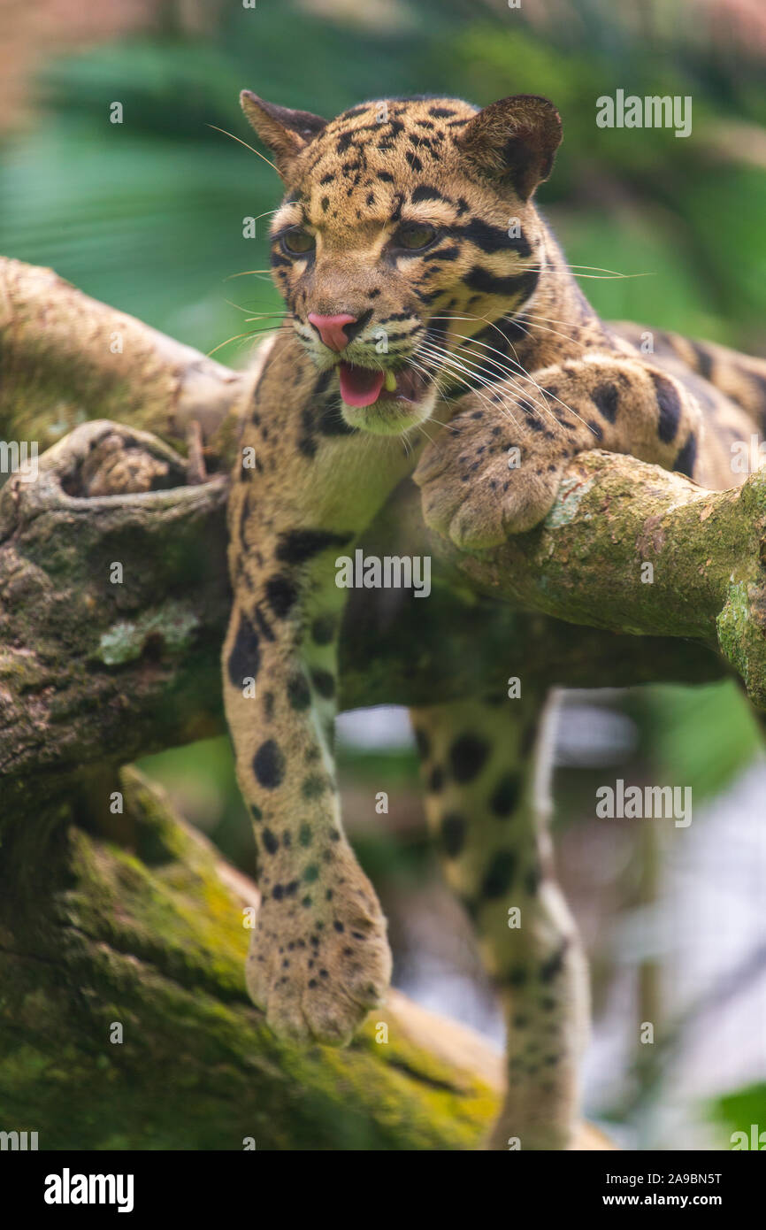The Snow Leopard Yawning, Malacca Zoo, Malaysia Stock Photo - Alamy