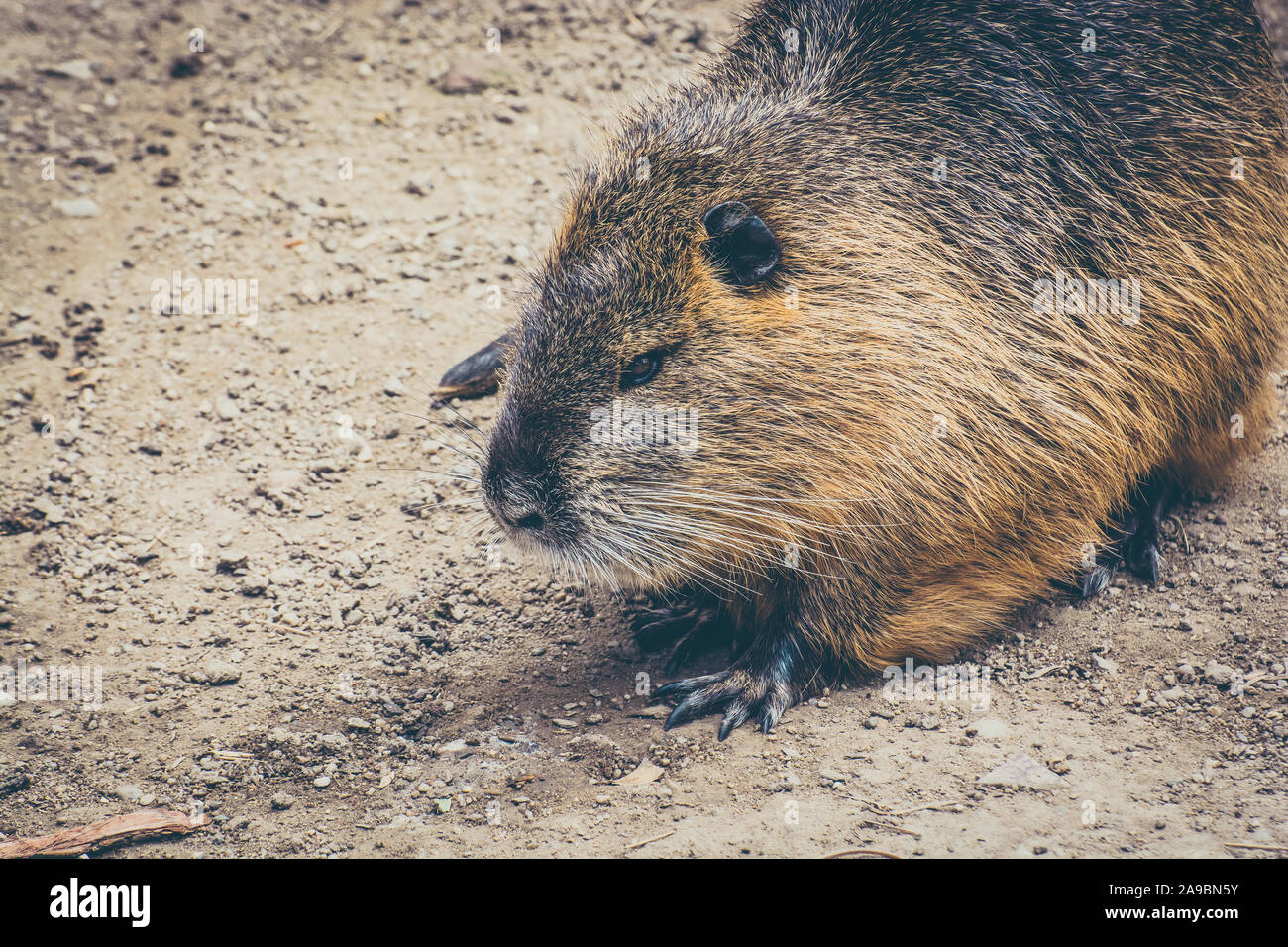 Nutria meat hi-res stock photography and images - Alamy