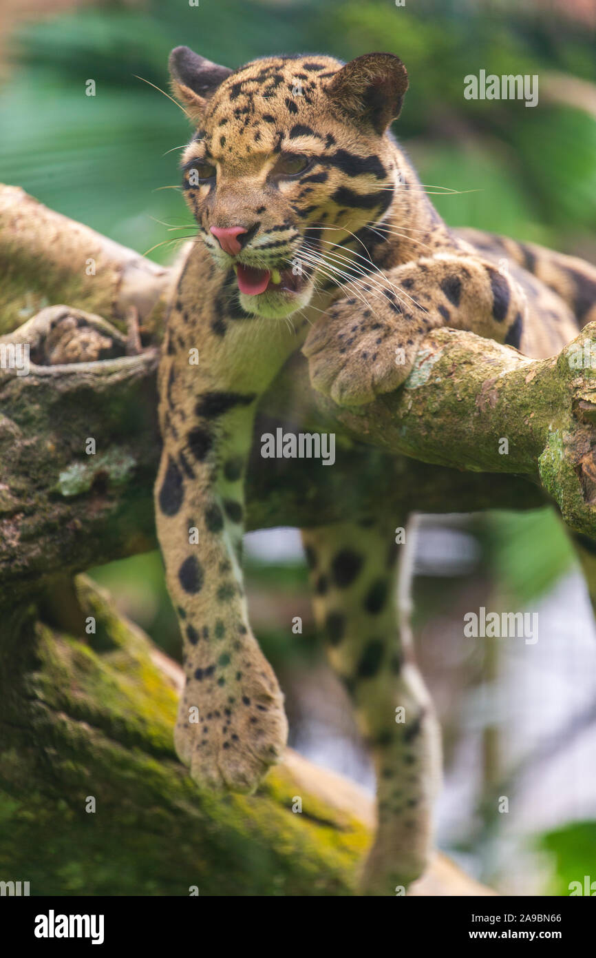 The Snow Leopard Yawning, Malacca Zoo, Malaysia Stock Photo - Alamy