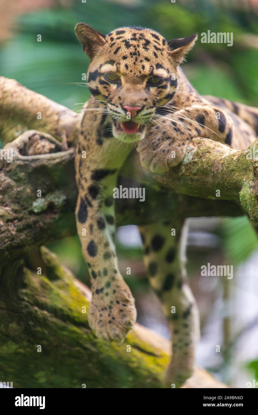 The Snow Leopard Yawning, Malacca Zoo, Malaysia Stock Photo - Alamy