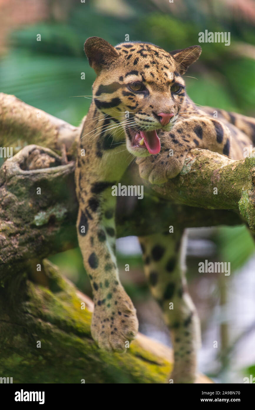 The Snow Leopard Yawning, Malacca Zoo, Malaysia Stock Photo - Alamy