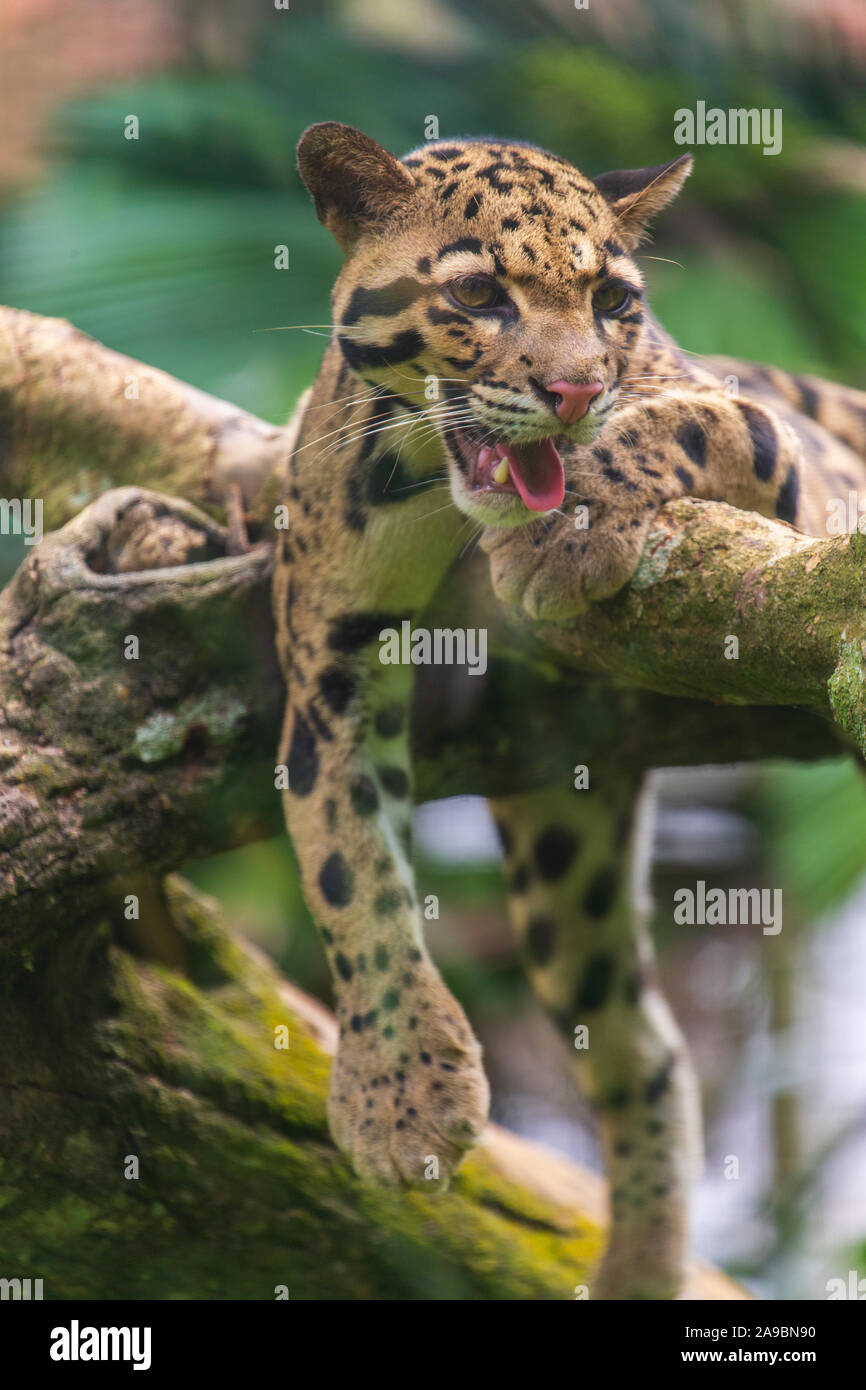 The Snow Leopard Yawning, Malacca Zoo, Malaysia Stock Photo - Alamy