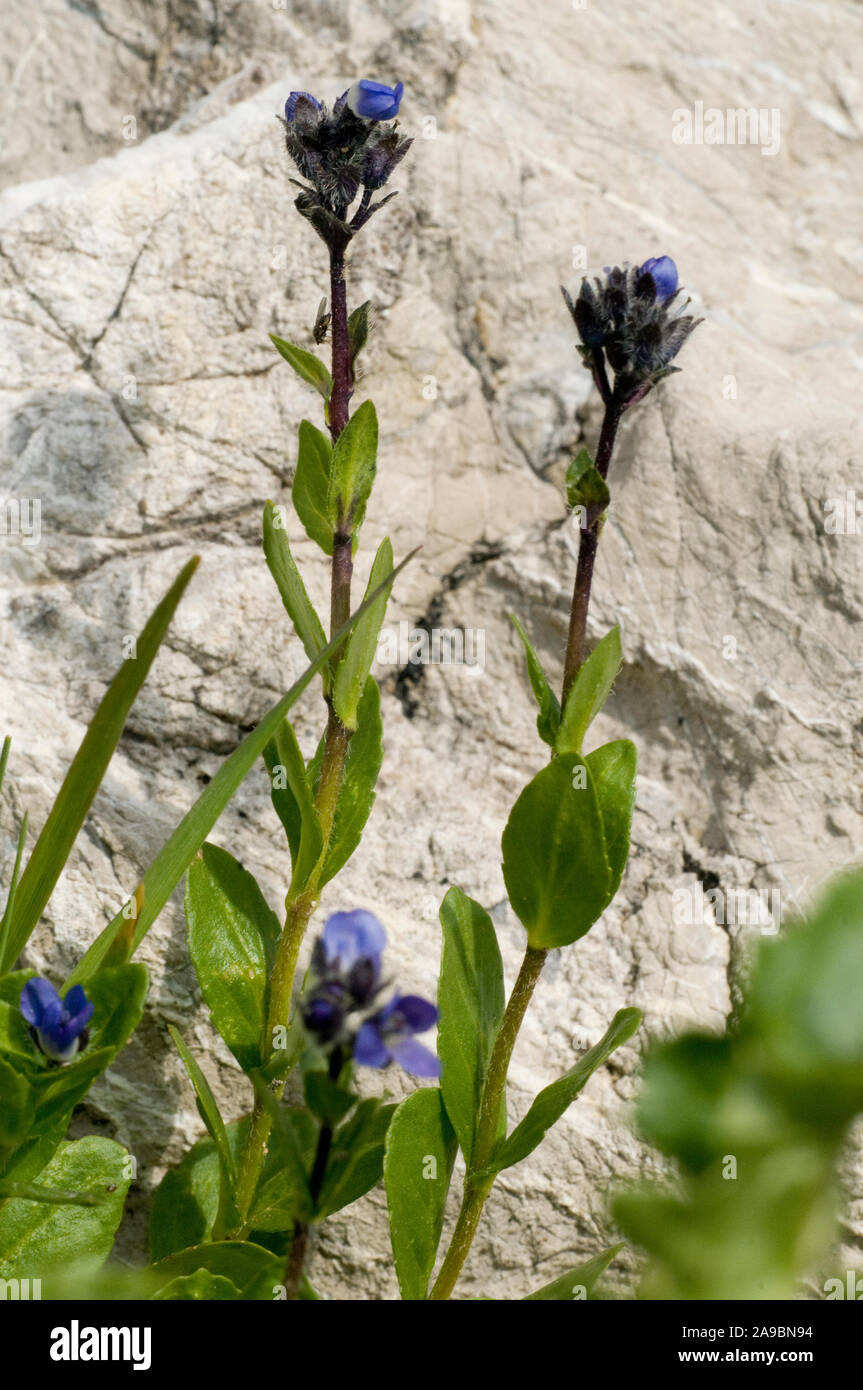 Alpine speedwell hi-res stock photography and images - Alamy