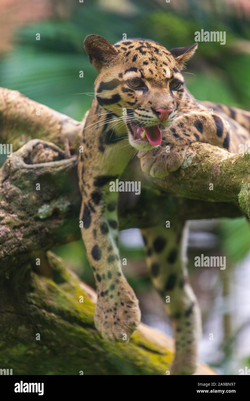 The Snow Leopard Yawning, Malacca Zoo, Malaysia Stock Photo - Alamy