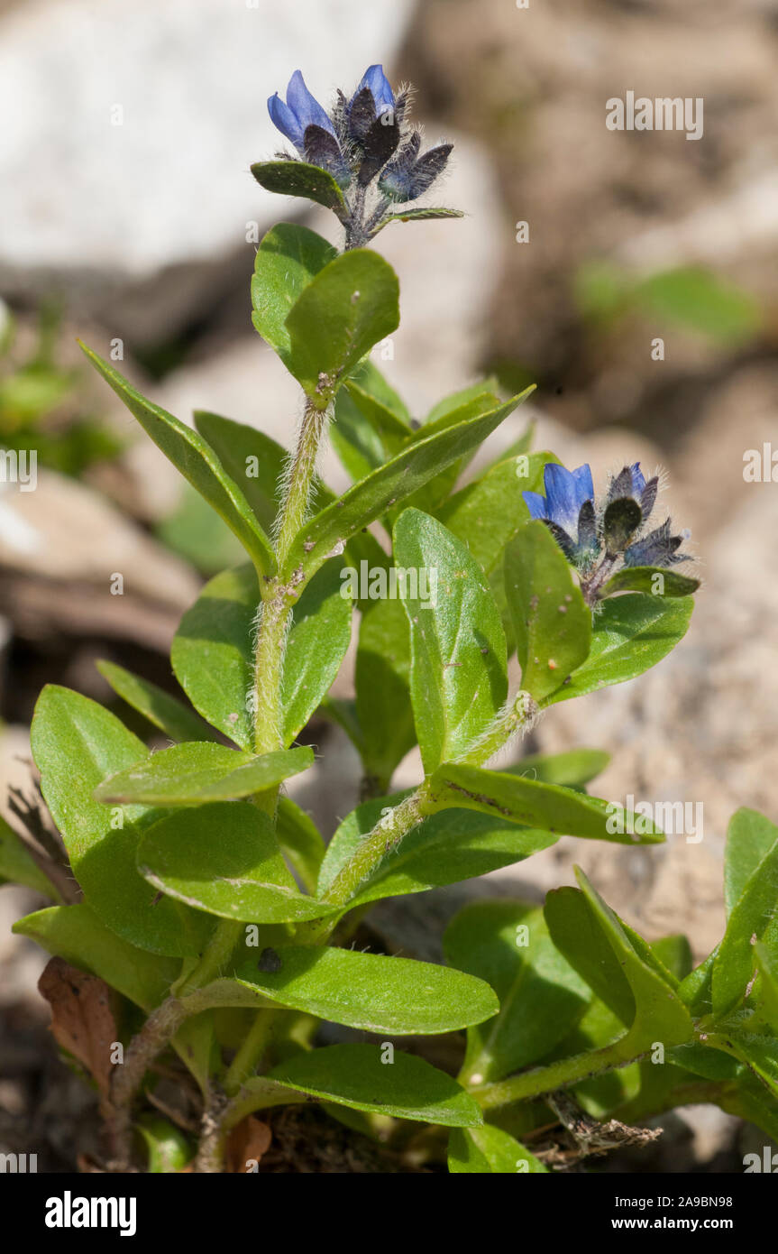 Veronica alpina,Alpen-Ehrenpreis,Alpine Speedwell Stock Photo - Alamy