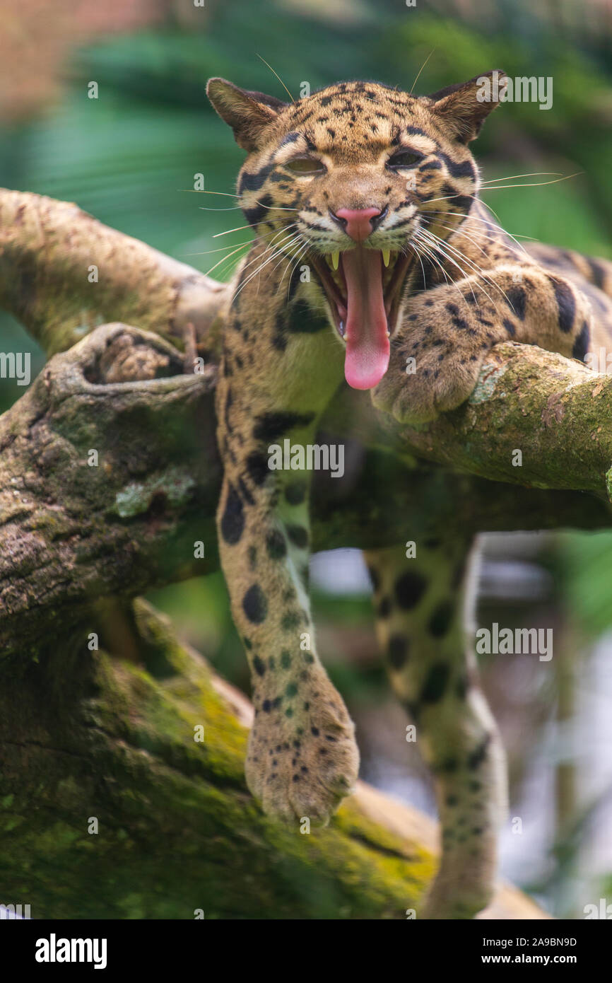 Himalayan snow leopards hi-res stock photography and images - Alamy