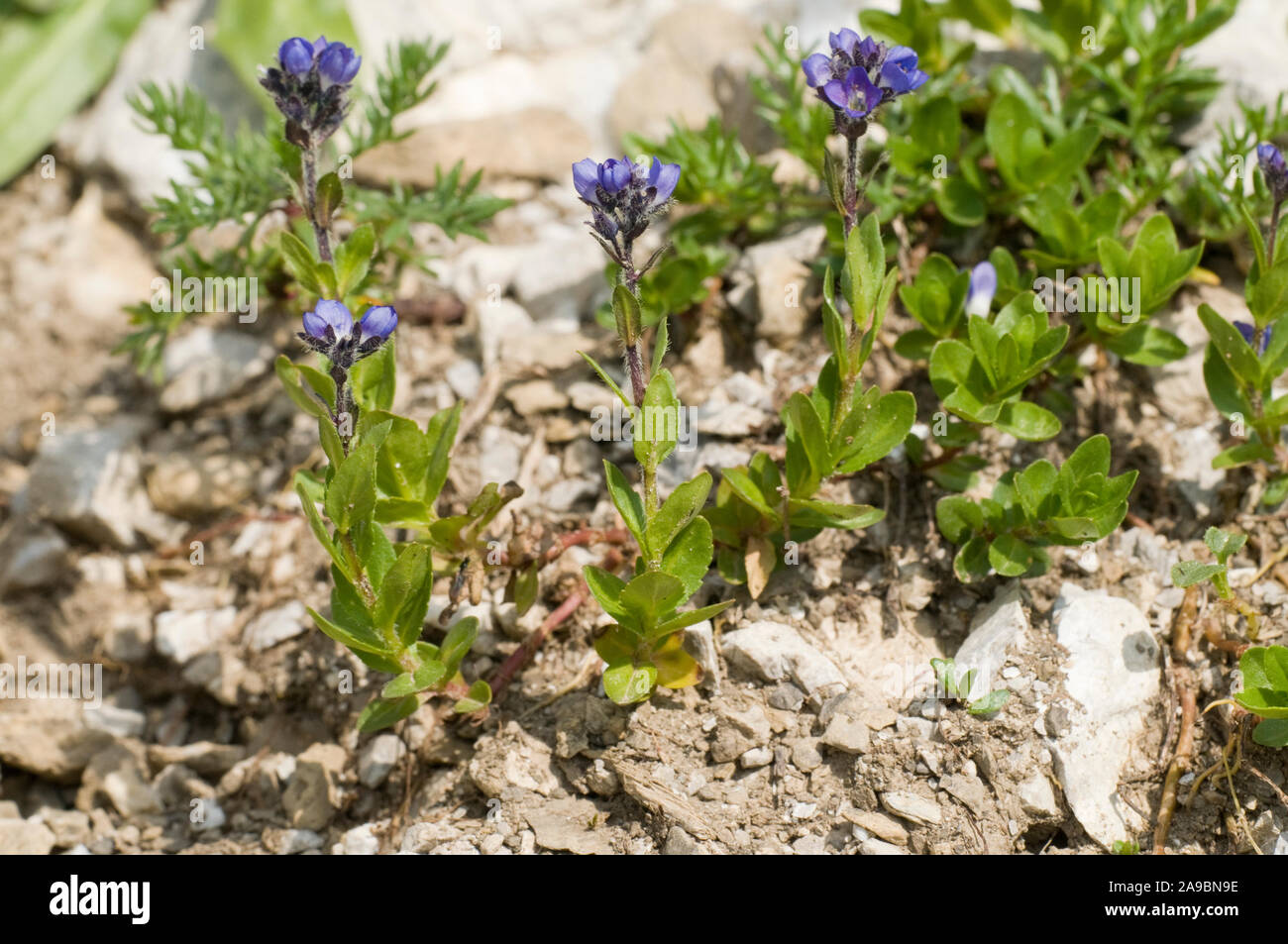Alpine speedwell veronica alpina hi-res stock photography and images ...