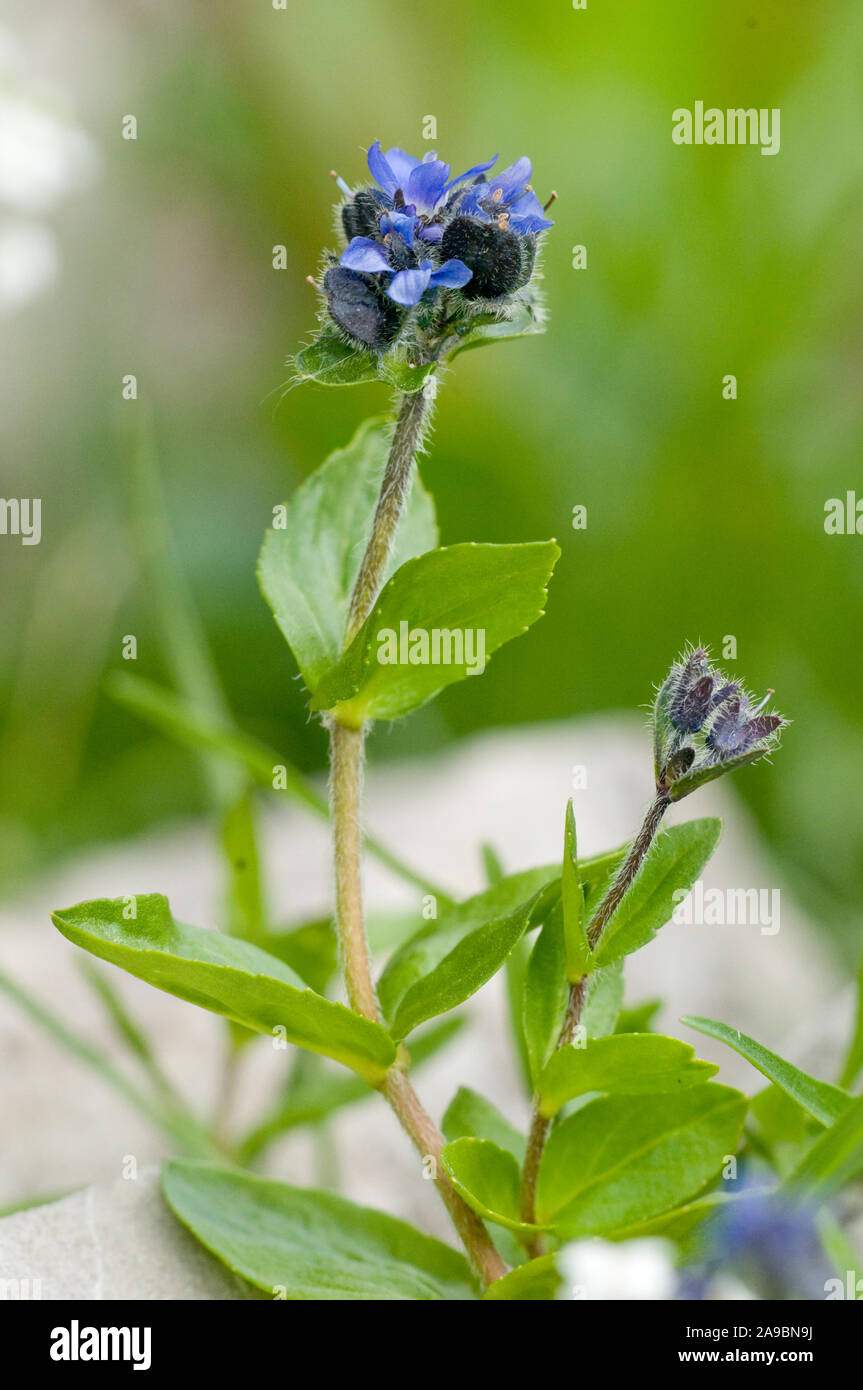 Veronica alpina,Alpen-Ehrenpreis,Alpine Speedwell Stock Photo - Alamy