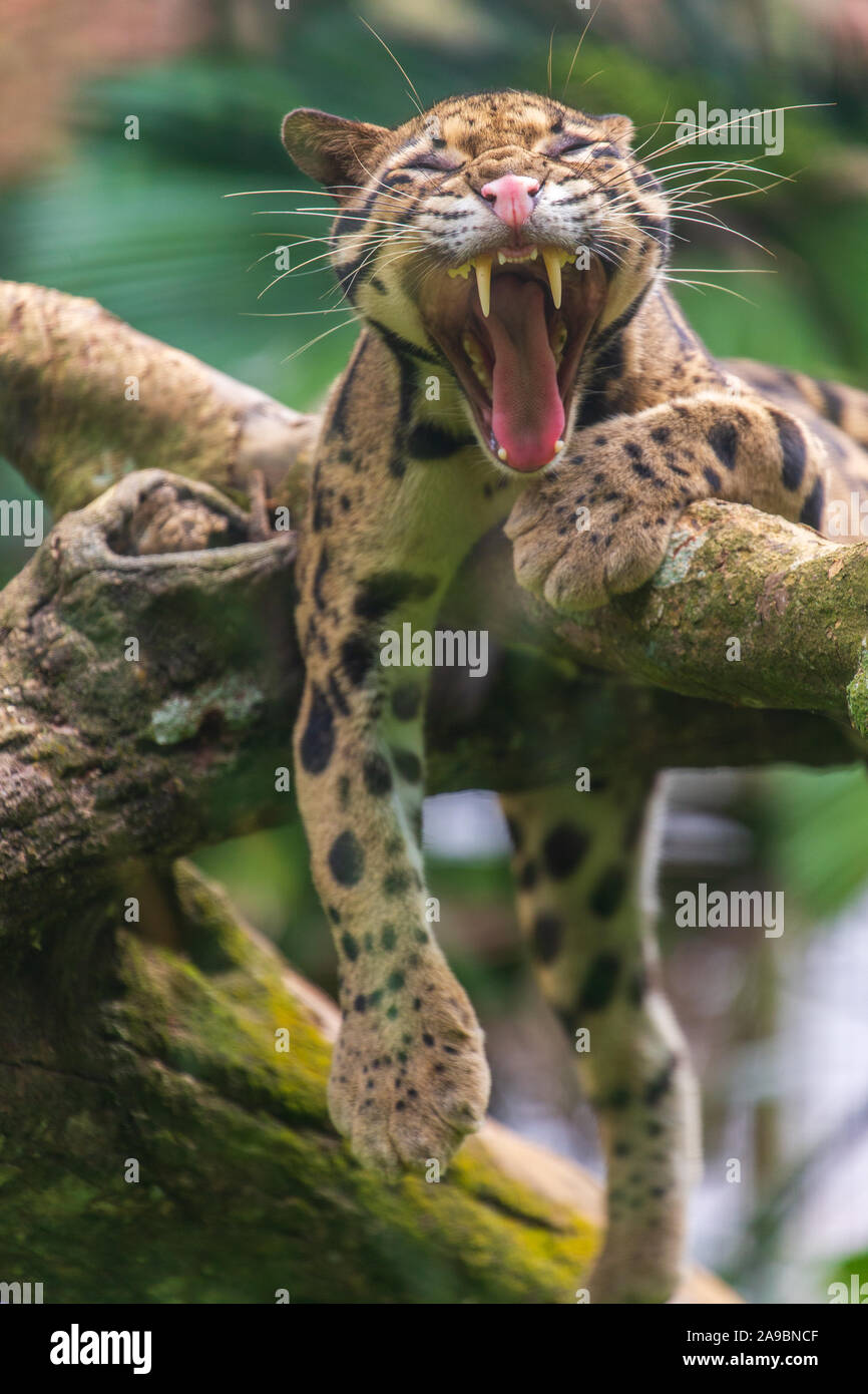 Pakistan malaysia hi-res stock photography and images - Alamy