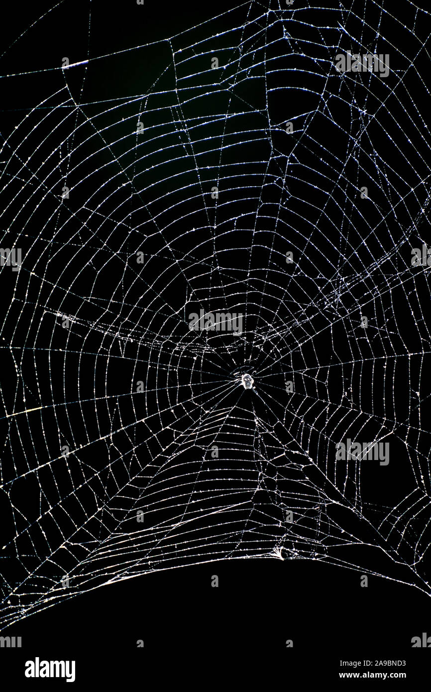 Detail of spiders net on dark background Stock Photo - Alamy