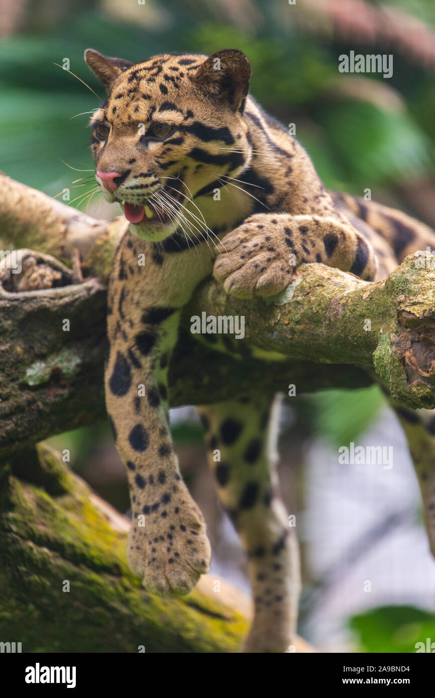 The Snow Leopard Yawning, Malacca Zoo, Malaysia Stock Photo - Alamy