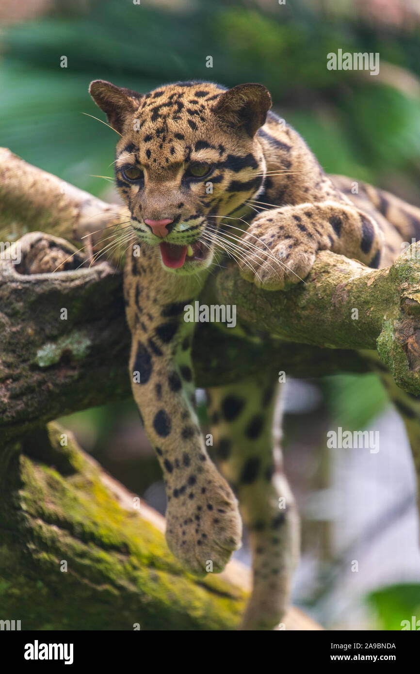 The Snow Leopard Yawning, Malacca Zoo, Malaysia Stock Photo - Alamy