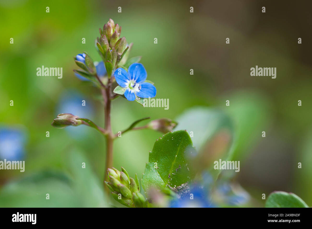 Bachbungen ehrenpreis hi-res stock photography and images - Alamy