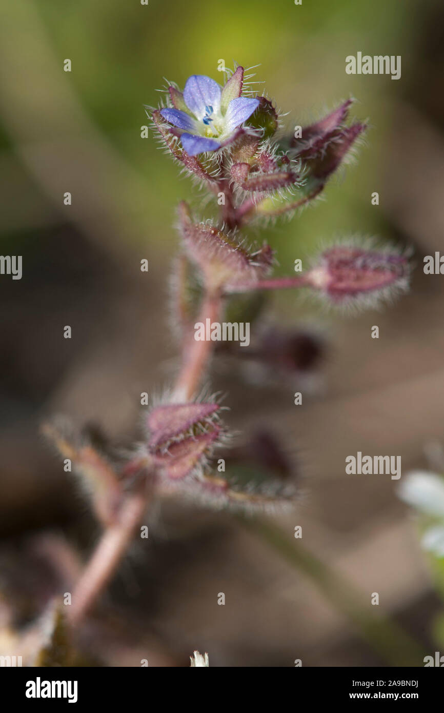 Veronica hederafolia,Efeublaettriger Ehrenpreis,Ivy-Leaf Speedwell ...