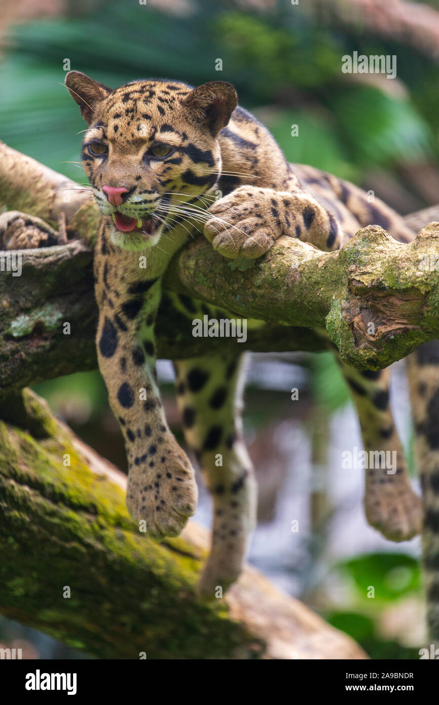 The Snow Leopard Yawning, Malacca Zoo, Malaysia Stock Photo - Alamy
