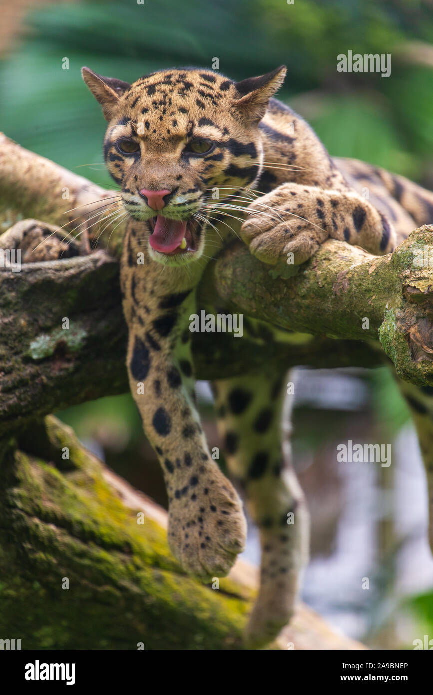 The Snow Leopard Yawning, Malacca Zoo, Malaysia Stock Photo - Alamy