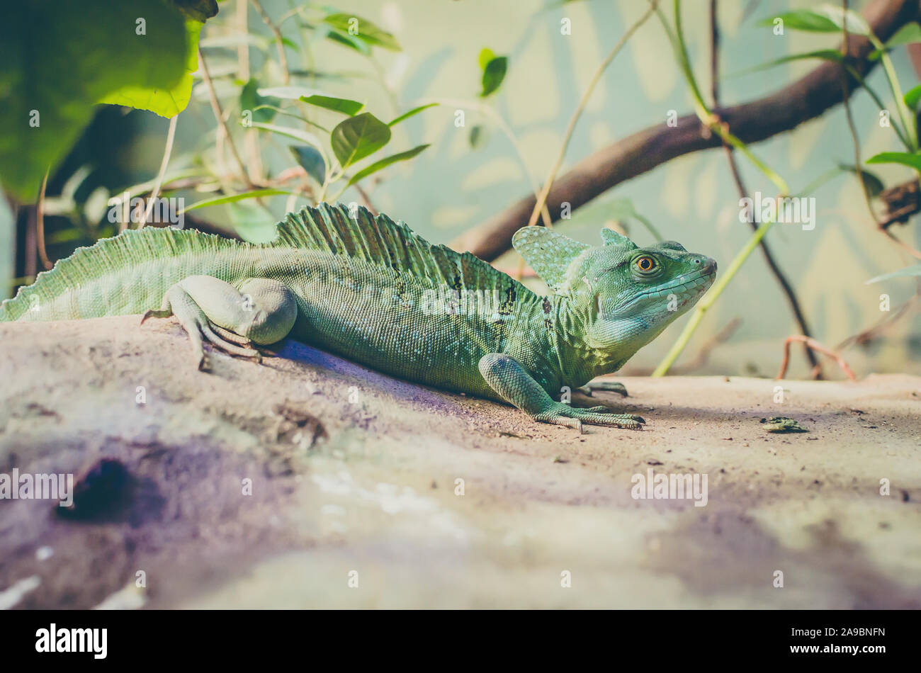 Green basilisk in Zoo Garden in Prague, Czech republic Stock Photo - Alamy