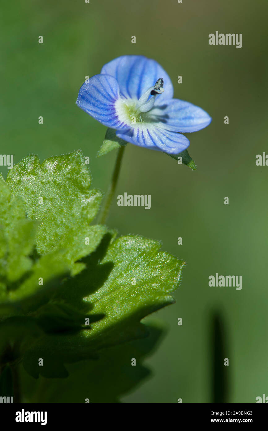 Persischer ehrenpreis veronica persica hi-res stock photography and ...