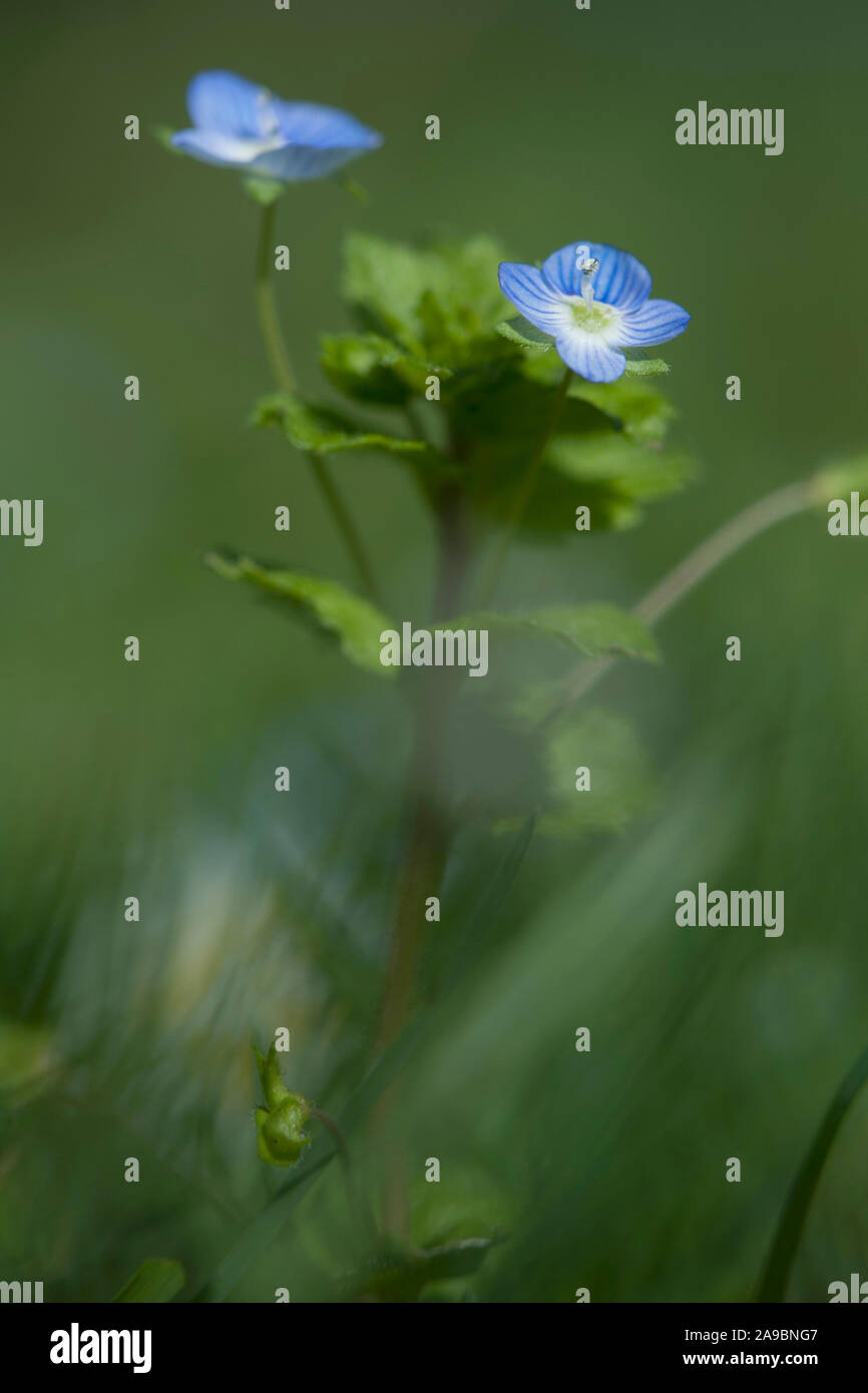Persian speedwell hi-res stock photography and images - Alamy