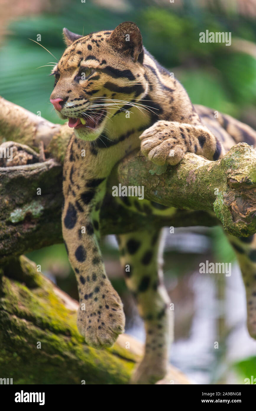 The Snow Leopard Yawning, Malacca Zoo, Malaysia Stock Photo - Alamy
