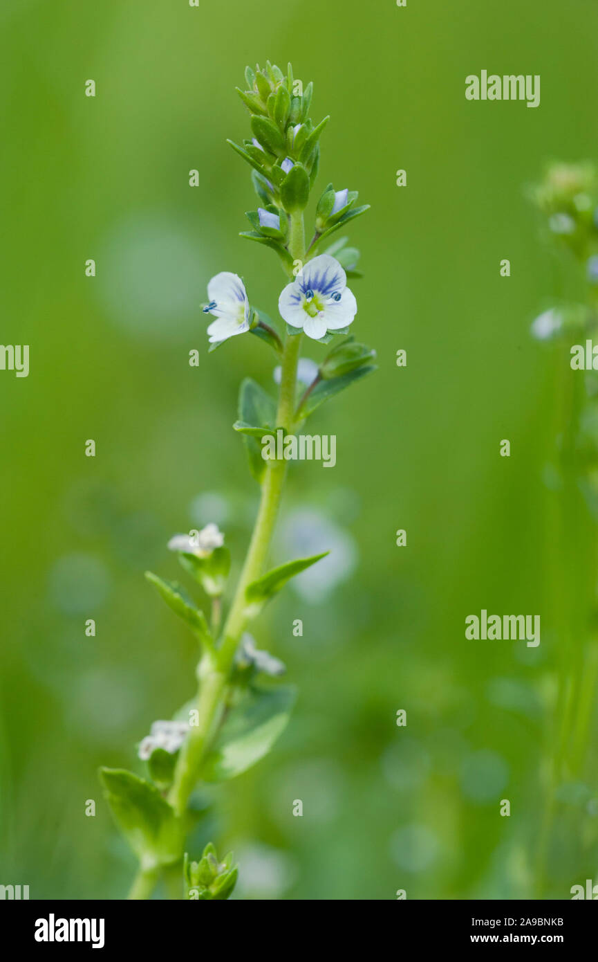 Veronica serpyllifolia ssp. Serpyllifolia,Quendelblaettriger Ehrenpreis ...