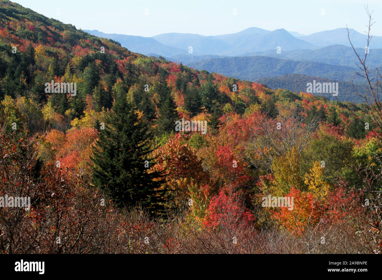 Trees changing colors. Fall landscape at Grayson Highlands State Park ...