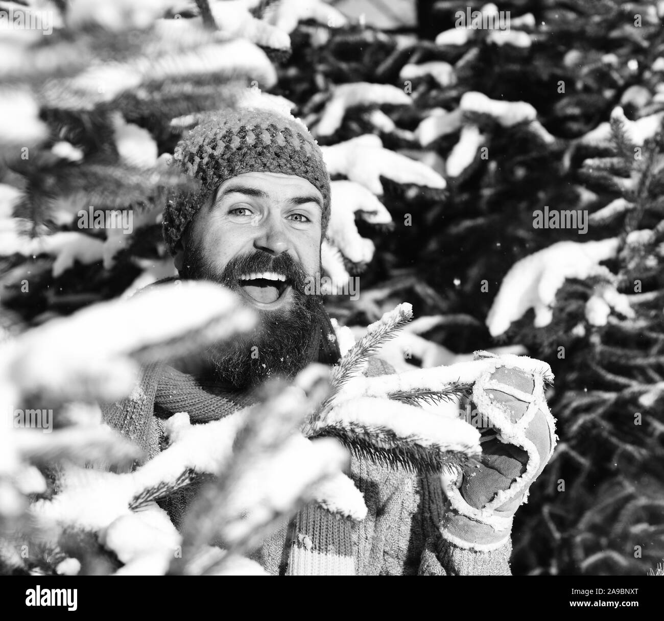 Macho with beard and mustache hiding between firtrees branches. Guy ...