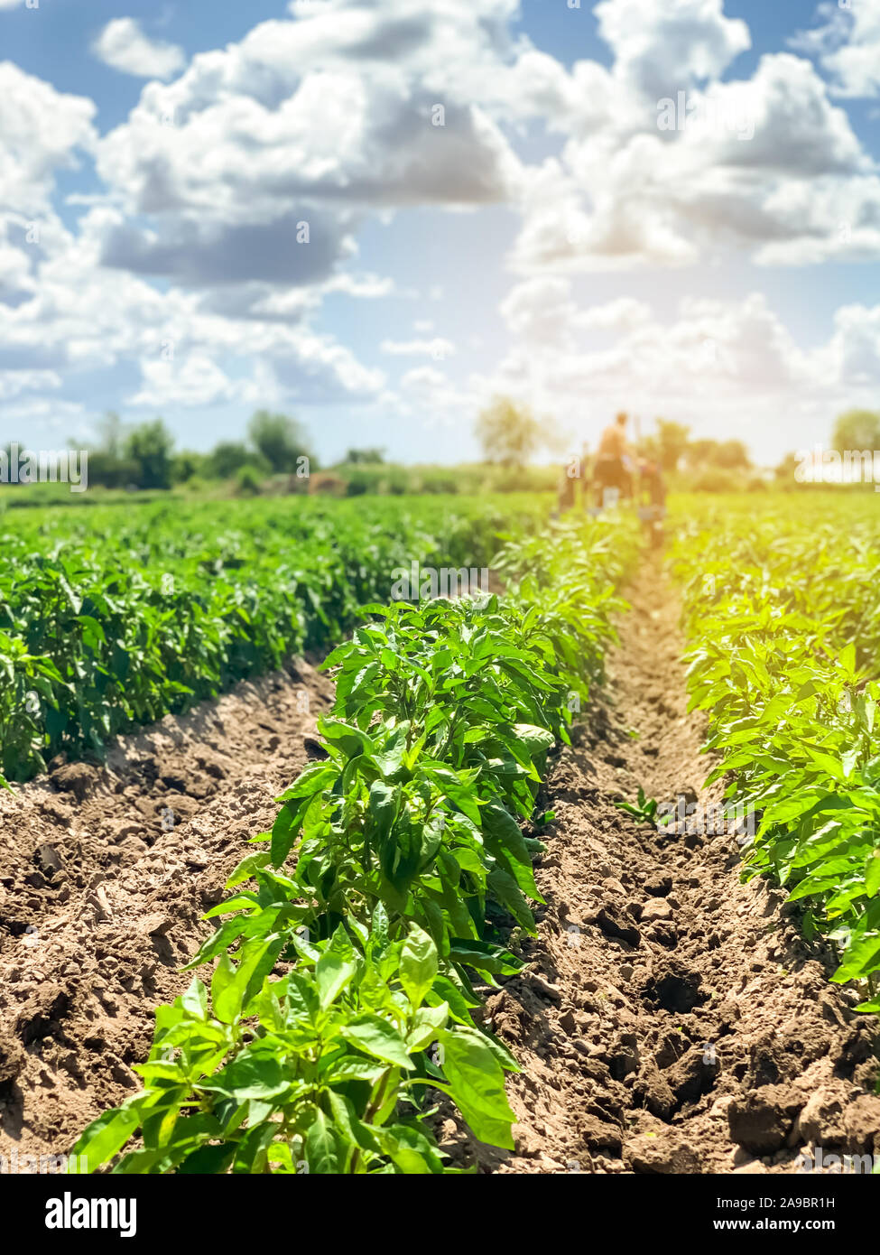 A farmer cultivates vegetable rows of peppers. Plowing field. Weed ...