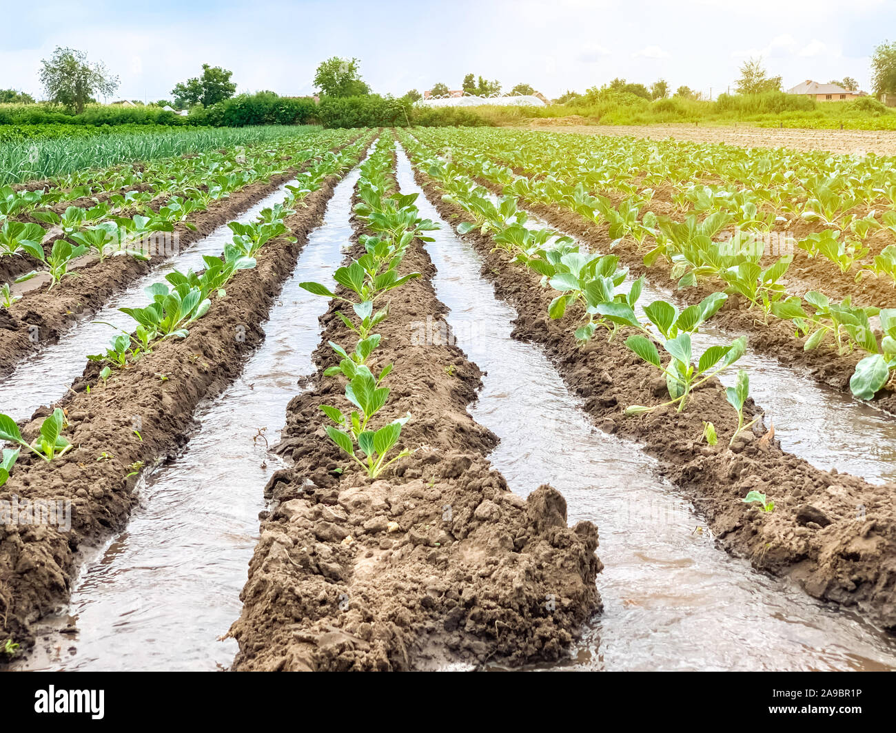 Irrigation cabbage plantations in the field. Traditional natural ...