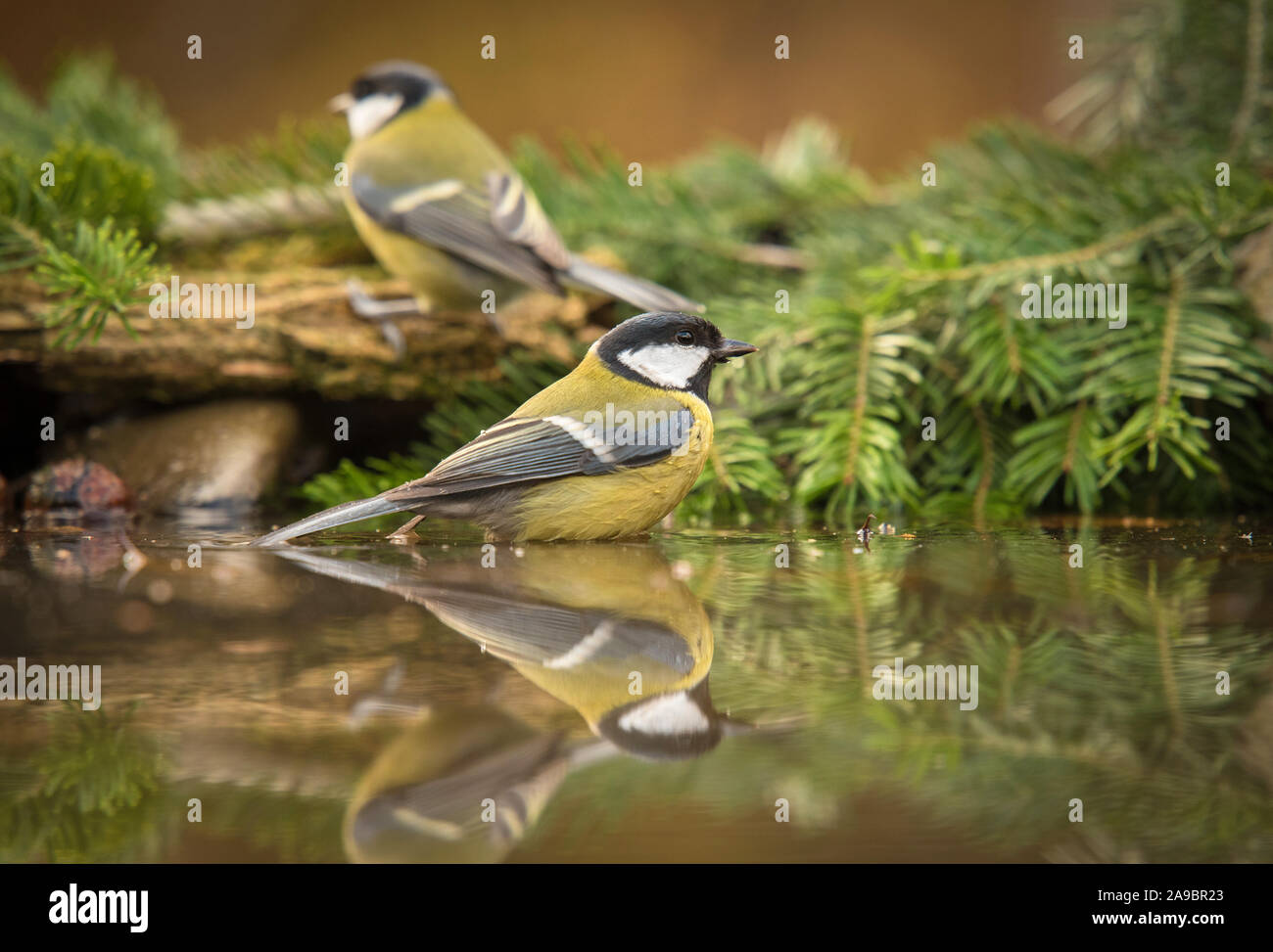 Great titmouse hi-res stock photography and images - Alamy