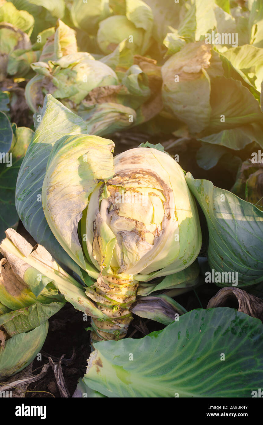 Mucous bacteriosis of white-headed cabbage. Defeat disease vegetables ...