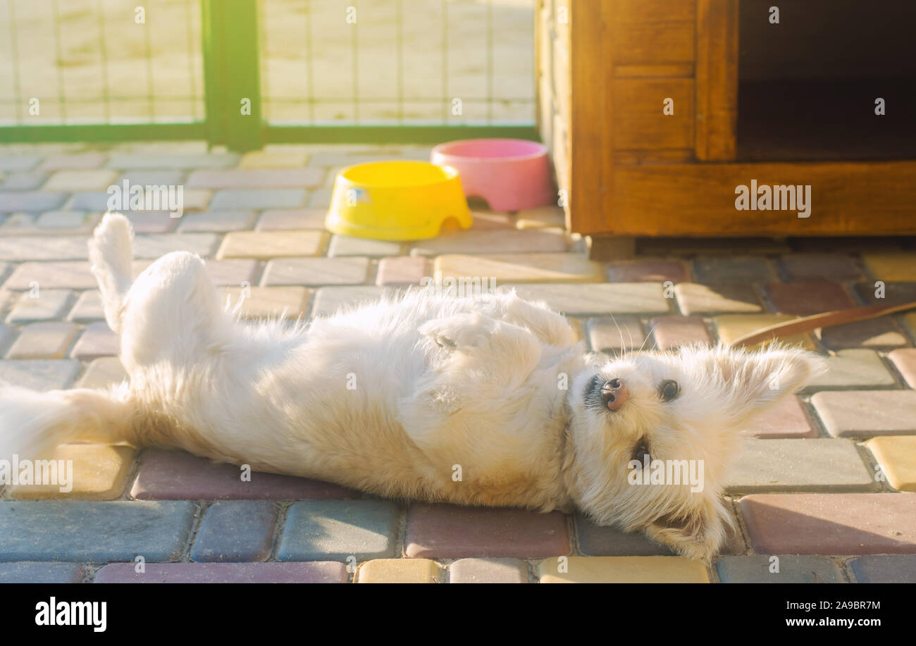 Beautiful white pooch dog near the booth on a sunny day. House for an ...