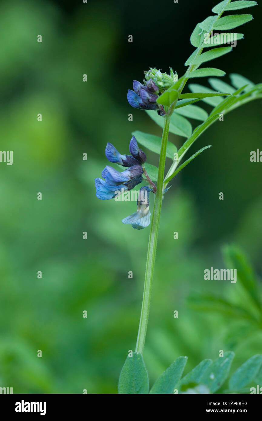Vicia sepium,Zaunwicke,Bush Vetch Stock Photo - Alamy