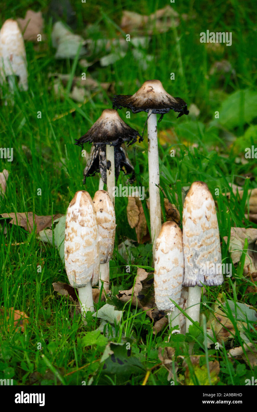 Autumn fungi Sutherland Scotland UK Stock Photo - Alamy
