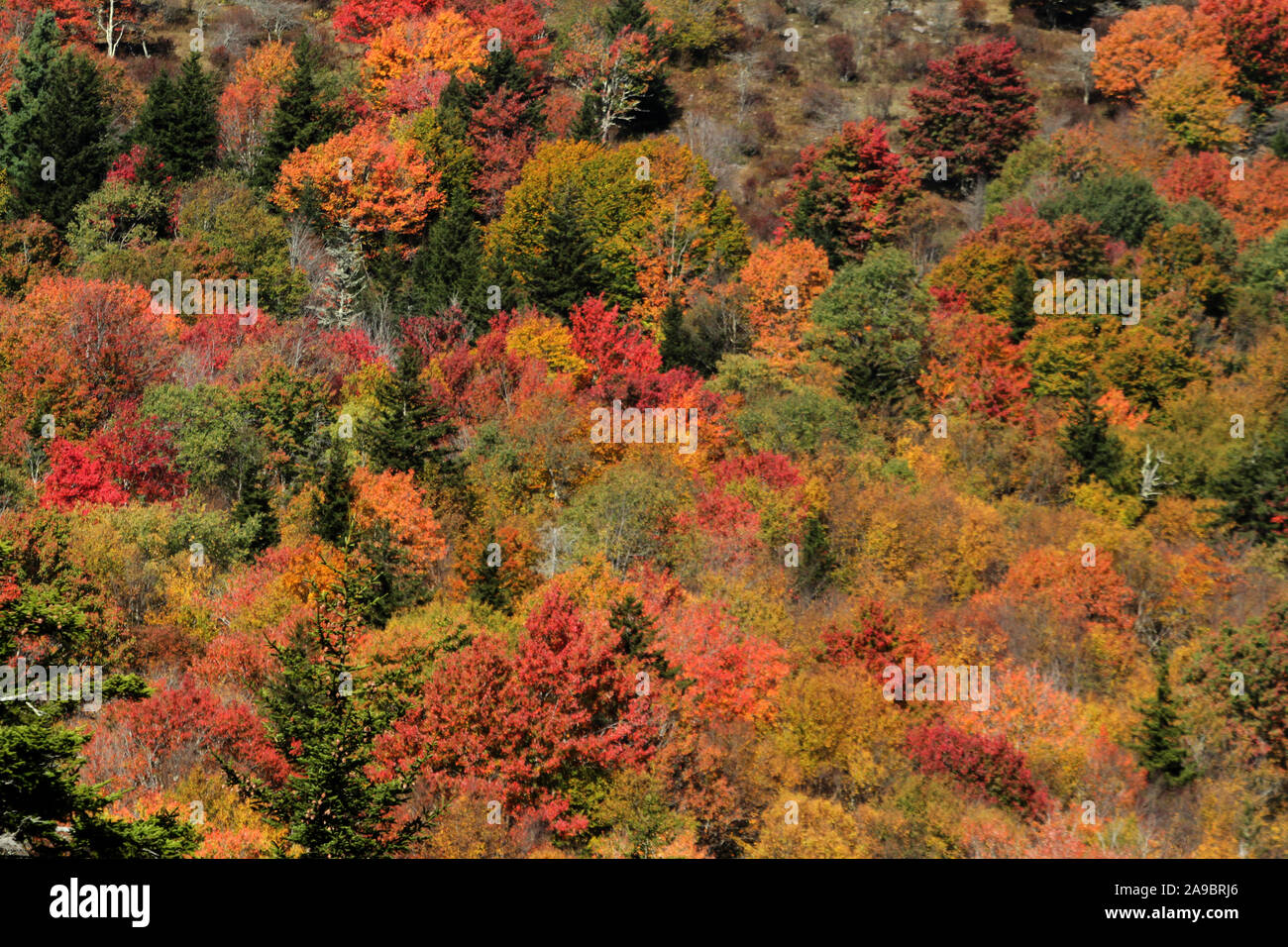 Trees changing colors. Landscape at Grayson Highlands State Park in ...