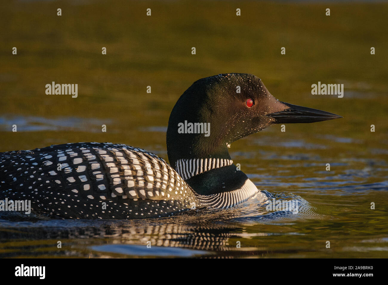 Common Loon close up in early morning light Stock Photo - Alamy