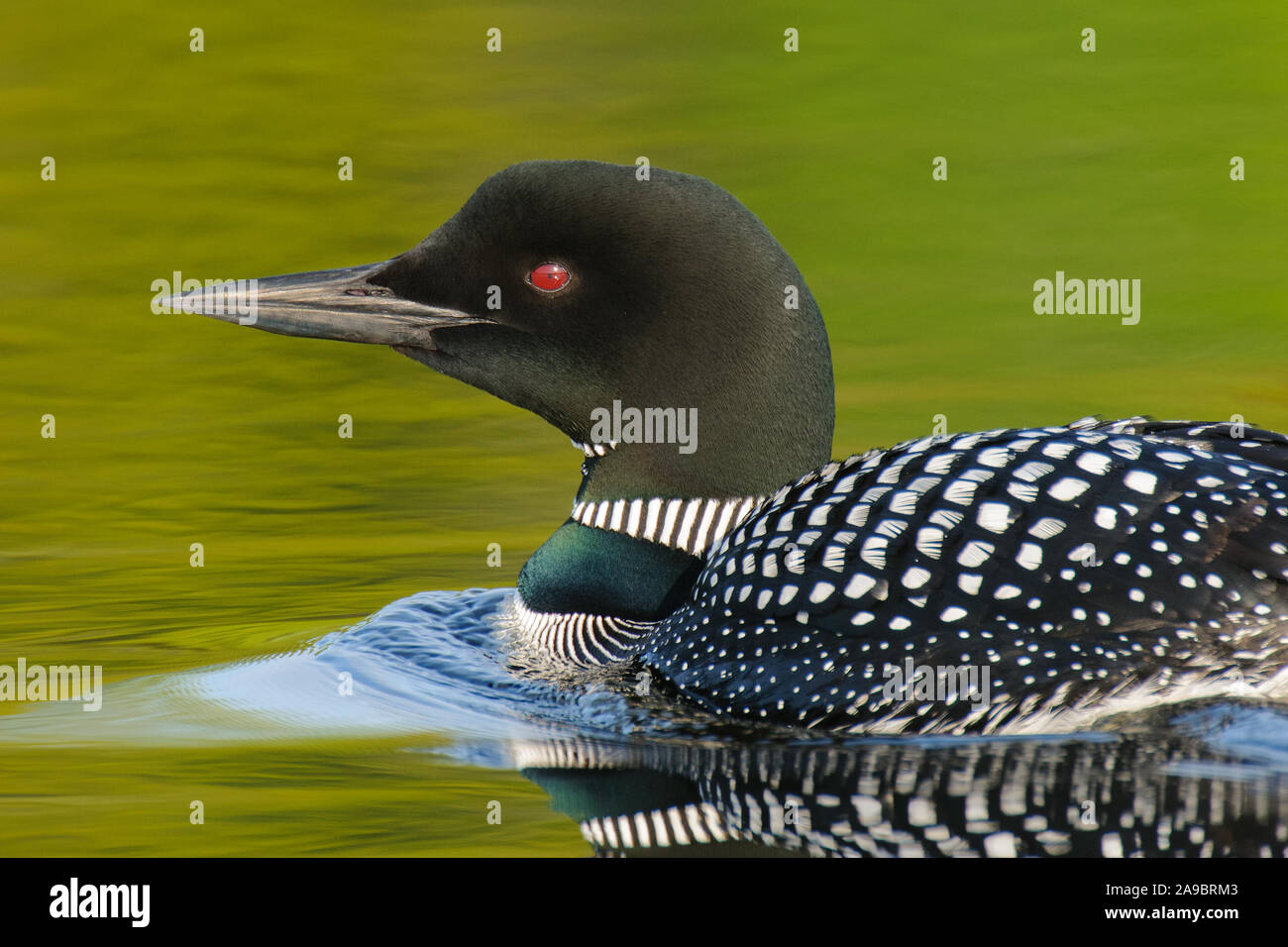 Common Loon close up on vibrant green water Stock Photo - Alamy