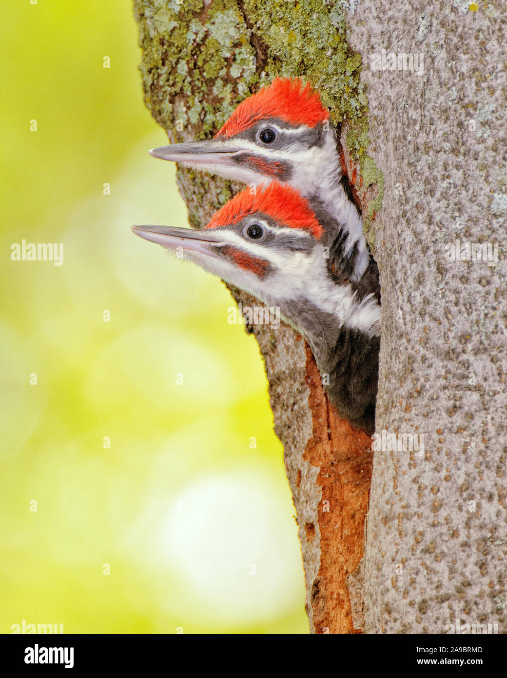 Two baby Pileated Woodpecker chicks with their heads sticking out of ...