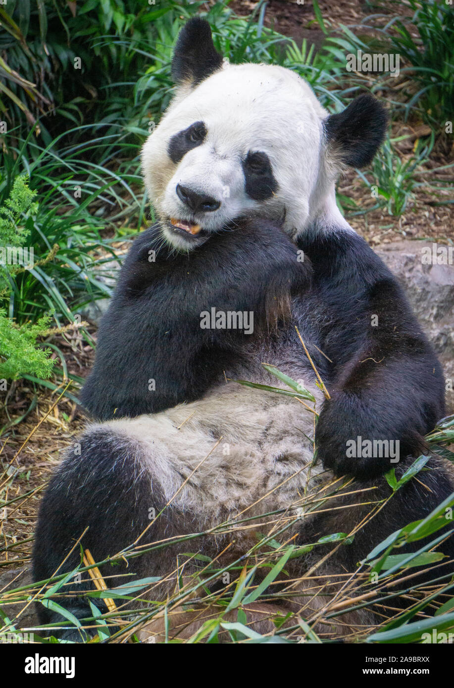 Animals of the calgary zoo hi-res stock photography and images - Alamy