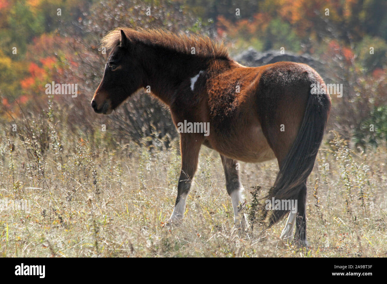 Wild ponies at Grayson Highlands State Park in Virginia, USA Stock ...
