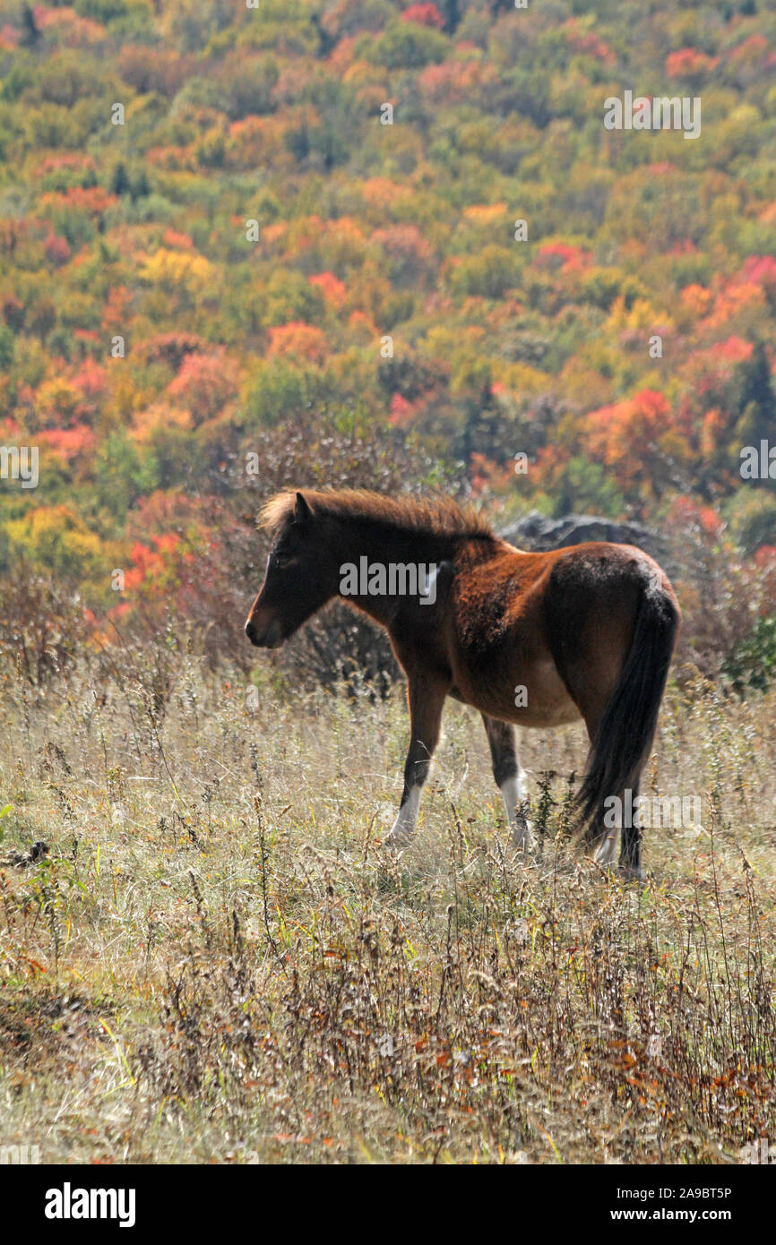 Wild ponies at Grayson Highlands State Park in Virginia, USA Stock ...